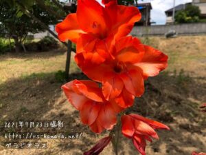 グラジオラスに似た花5選｜自然植物図鑑